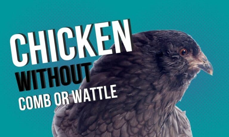 Chicken Without Comb Or Wattle Is It Possible And What Breeds